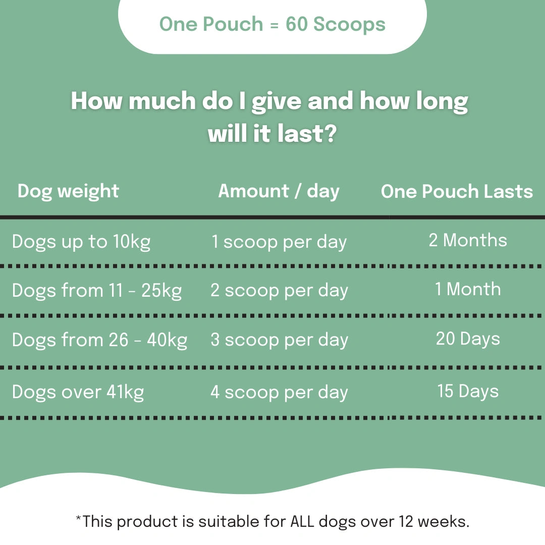 Probiotic Gut Health Support For Dogs Of All Sizes | Buddy & Lola