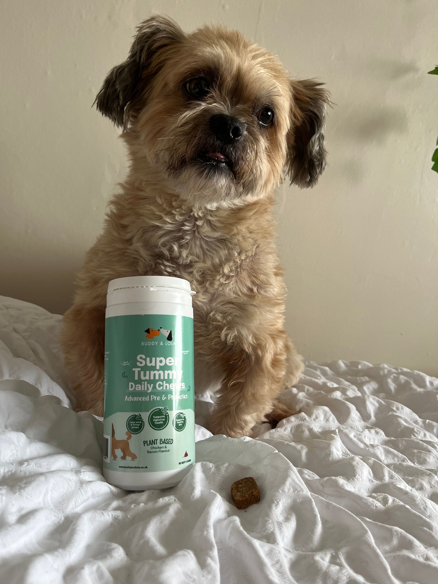 Super Tummy Daily Probiotic Chews for Dogs | Buddy & Lola